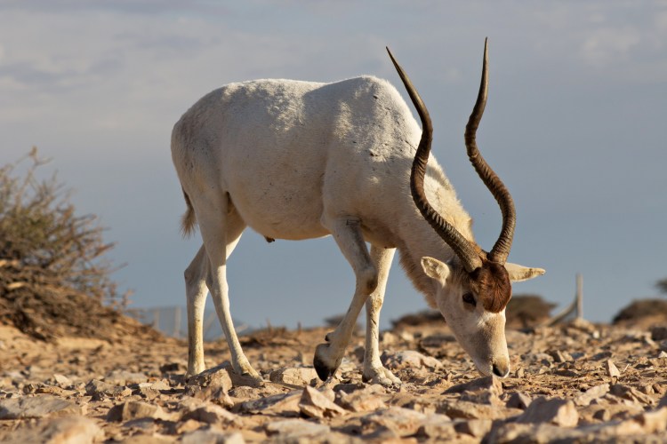 Addax – Maxine the Magnificent